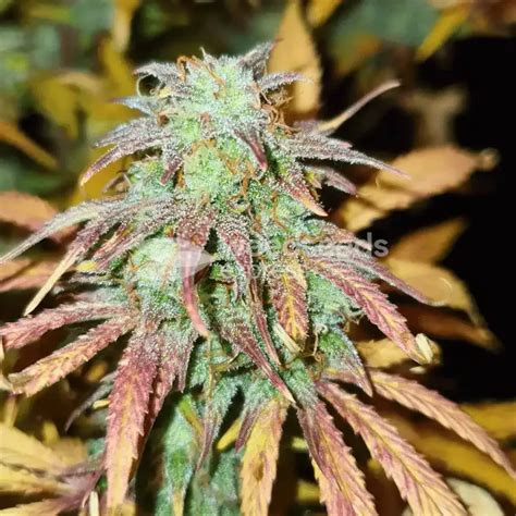 Girl Scout Cookies Autoflower Seeds Wse Australia