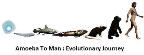 Is Man A Dead End Of Evolution An Anthropological And Religious