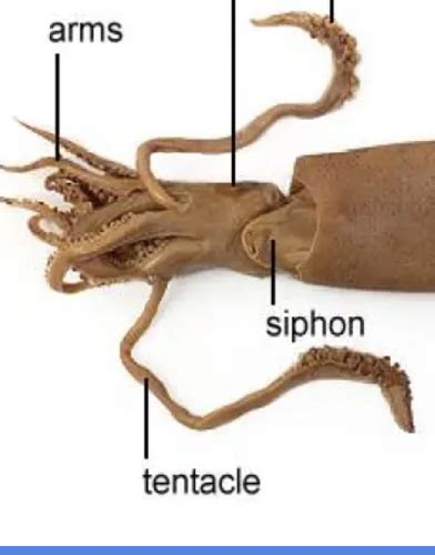 Invertebrate Anatomy Practical Flashcards Quizlet