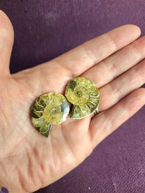 Ammonite Pairs Small B