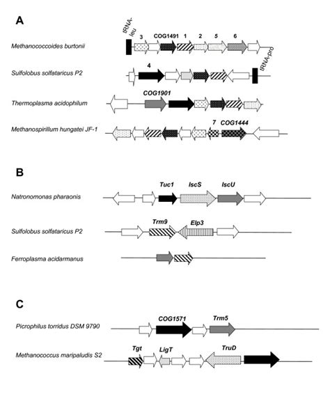 A Clustering Of Cog1491 Cog1901and Cog1444 With Translation Gene 1 Download Scientific