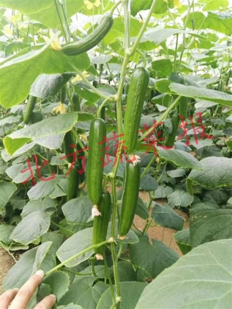 越夏小黃瓜種植有難度管理方法得當才能有產量 每日頭條