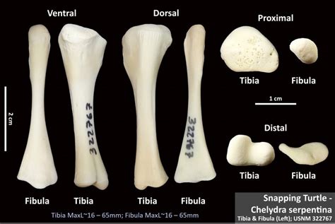 Common Snapping Turtle Fibula Osteoid Bone Identification