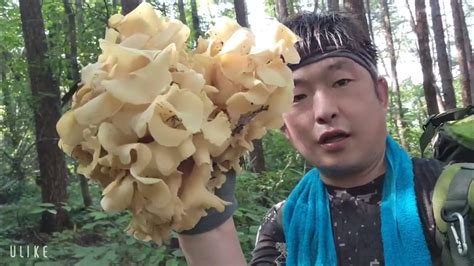 고산 심산행에서 대박 꽃송이버섯 야생식용버섯 보고왔습니다 ~ Youtube