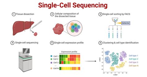 Single Cell Sequencing Principle Steps Uses Developments