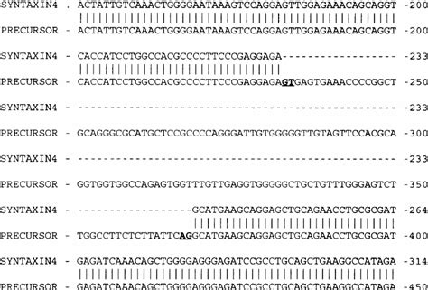 Nucleotide Sequence Of Human Neutrophil Syntaxin 4 Containing An Intron