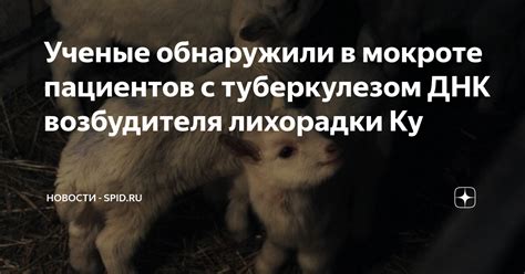 Ученые обнаружили в мокроте пациентов с туберкулезом ДНК возбудителя лихорадки Ку Новости