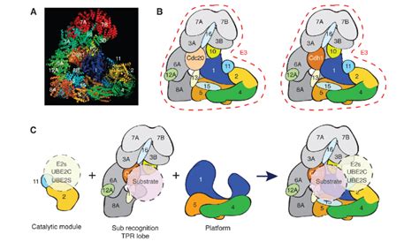 Apcc Structure And Overall Organisation A Apcc Structure The Download Scientific Diagram