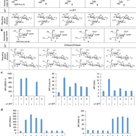Use Cell Based Glycan Arrays To Profile Gbp Substrate Scope A Download Scientific Diagram