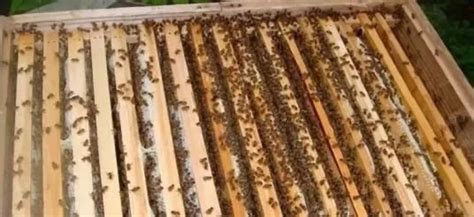 白糖喂蜜蜂步骤图解蜜蜂喂糖技巧喂蜂器大山谷图库