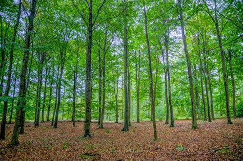 Woodland Forest Ecosystem Nature Picture Image 113061963