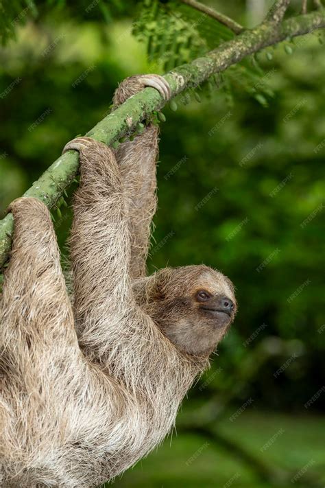 Premium Photo Brown Throated Three Toed Sloth Bradypus Variegatus On