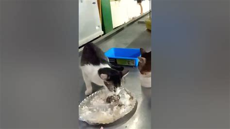 Cat Catstagram Kitten Cuteanimals Catbehavior Catlover Catcare