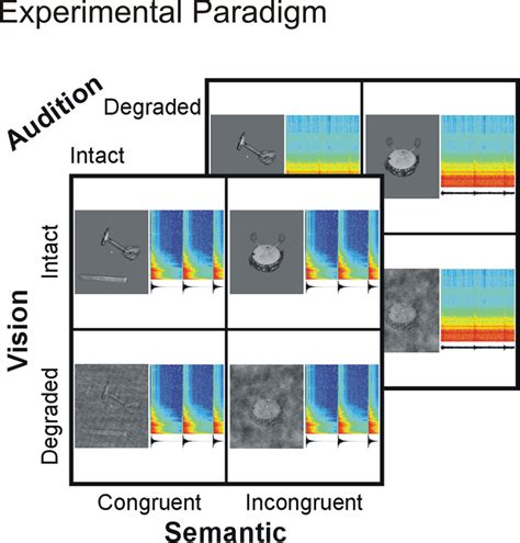 Experimental Paradigm In A Visual Selective Attention Paradigm