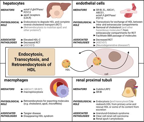 Vol 45 No 8 Arteriosclerosis Thrombosis And Vascular Biology
