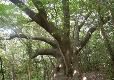 ハマセンダン さんようおのだ観光ナビ