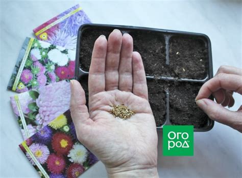 Лунный календарь выращивания однолетних цветов на 2023 год В цветнике Огород Ru