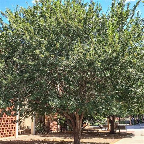 Shade Chinese Elm Evergreen Elm Flower Of The Gods