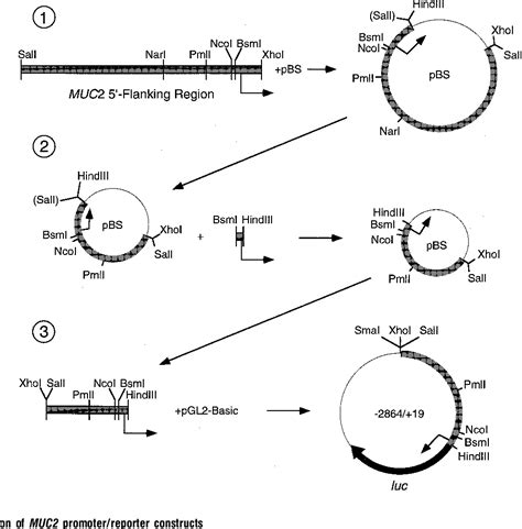 Figure 1 From Identiﬁcation And Characterization Of The Muc2 Human Intestinal Mucin Gene 5