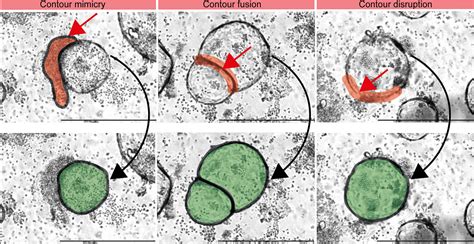 Analysis Of Organoid And Immune Cell Co Cultures By Machine Learning Empowered Image Cytometry