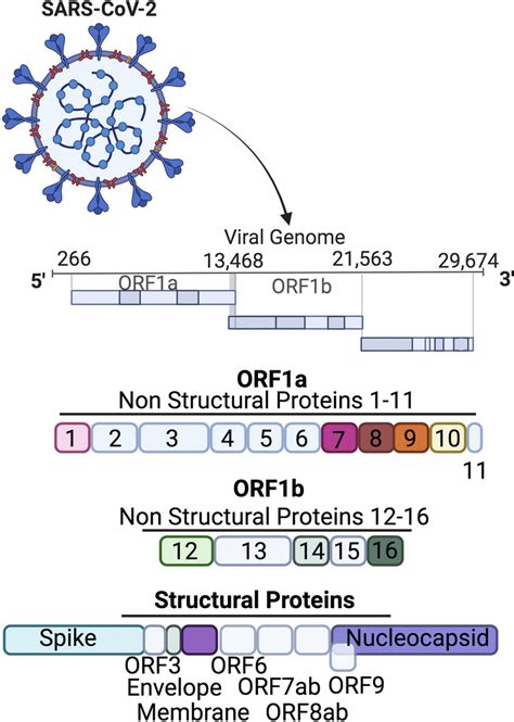 Overview Of The 29 Distinct Sars Cov 2 Proteins Including Nsps And