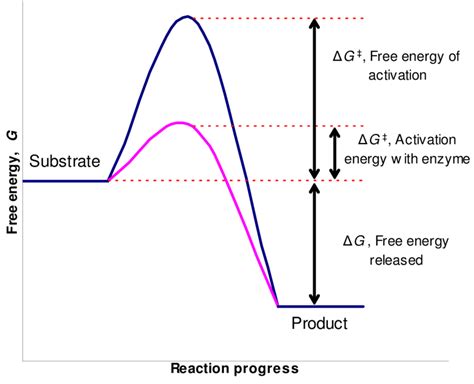 Enzyme Chemical Reaction Graph At Alice Pinard Blog