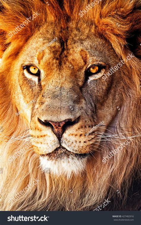 Closeup Portrait Male African Lion Stock Photo Shutterstock