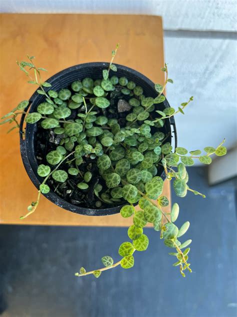 String Of Turtles Landscape Supply Co