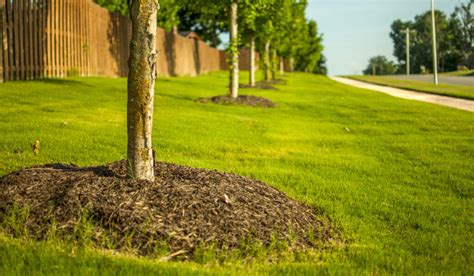 Essentials Of Tree Mulching A Guide For Healthier Trees