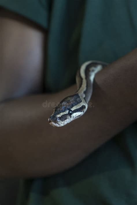 Ball Python On Dark Skin Arm Close Up Stock Image Image Of Blue