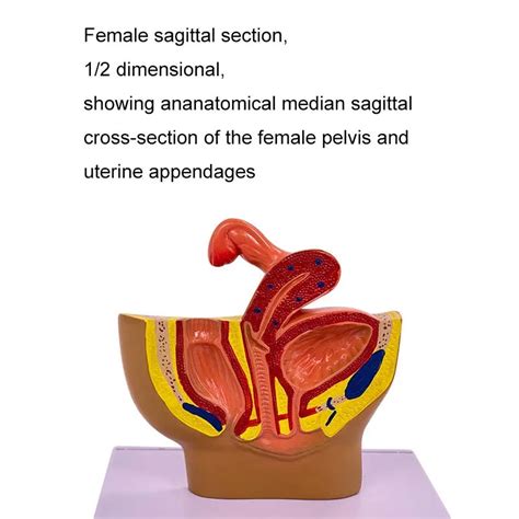 1 2 Male Pelvic Sagittal Section Anatomy Model Medical Science Male