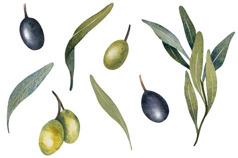 수채화 올리브 나무 잎 가지 녹색과 검은 색 올리브 과일 절연 통하고 있는 백색 배경 손으로 그린 꽃 그림 결혼식 문구 인사말 월페이퍼 인쇄 패브릭 건강한 생활방식에 대한