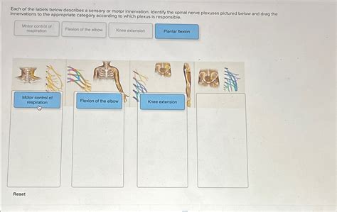 Solved Each Of The Labels Below Describes A Sensory Or Motor