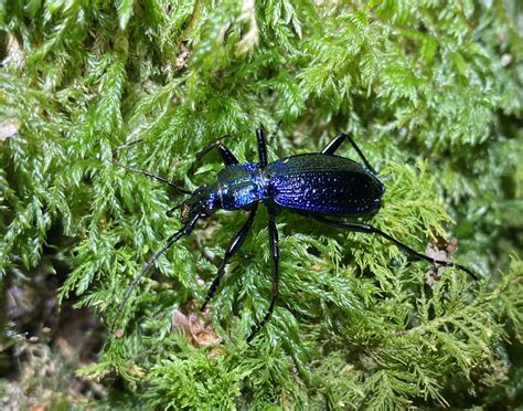 Blue Ground Beetle Bug Directory Buglife