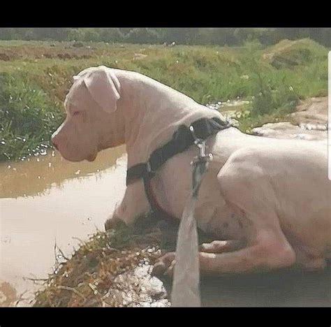 ذبیح الله مجاهد