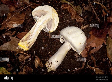 Yellow Stainer Mushroom Agaricus Xanthodermus Psalliota Xanthoderma