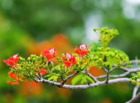 Hình ảnh Thực Vật Thực Vật Có Hoa Chi Nhánh Lantana 2418x1795 1505927 Hình ảnh đẹp