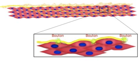 Cortical Principles Flashcards Quizlet