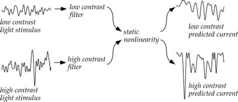 Effects Of Contrast In Static Nonlinearity Model The Transformation Of Download Scientific
