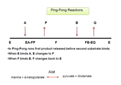Enzymes Lec Part Ii Flashcards Quizlet