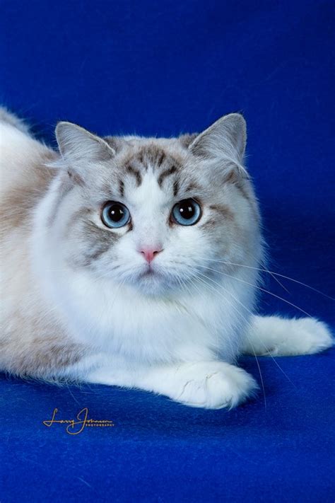 Queens Sal Shire Ragdolls