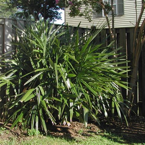 Needle Palm Rhapidophyllum Hystrix Plant Care And How To Grow Water