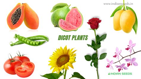 Difference Between Monocot Seed And Dicot Seed Indian Seeds