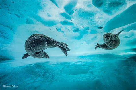 Las Increíbles Fotos De Naturaleza Finalistas Del Wildlife Photographer Of The Year Infobae