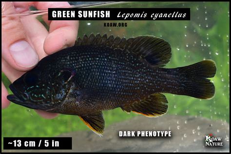 Green Sunfish Lepomis Cyanellus — Koaw Nature