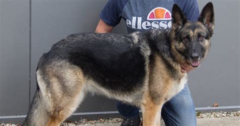 Gabby The Four Year Old German Shepherd Bray Vet
