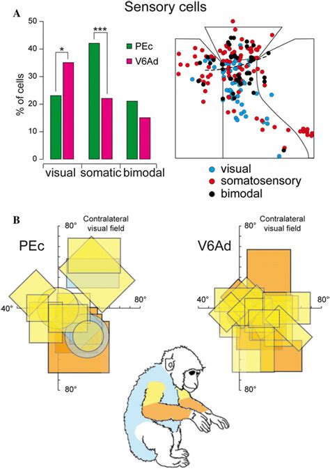 Incidence And Distribution Of Unimodal And Bimodal Sensory Cells In Pec Download Scientific