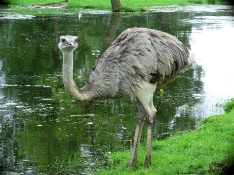 Ostrich Animal Wildlife