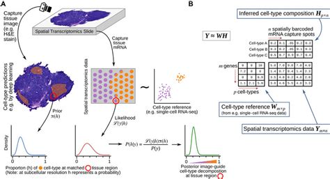 Schematic Overview Of Guiding Image Spatial Transcriptomics Gist