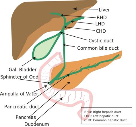 Diagram Of The Biliary Tree